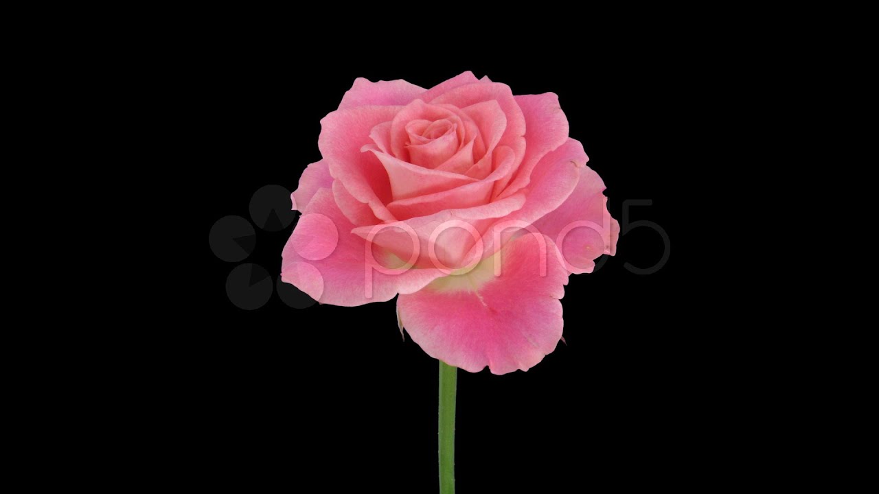 Time-lapse of opening Lorena rose with alpha matte 1. Stock Footage ...