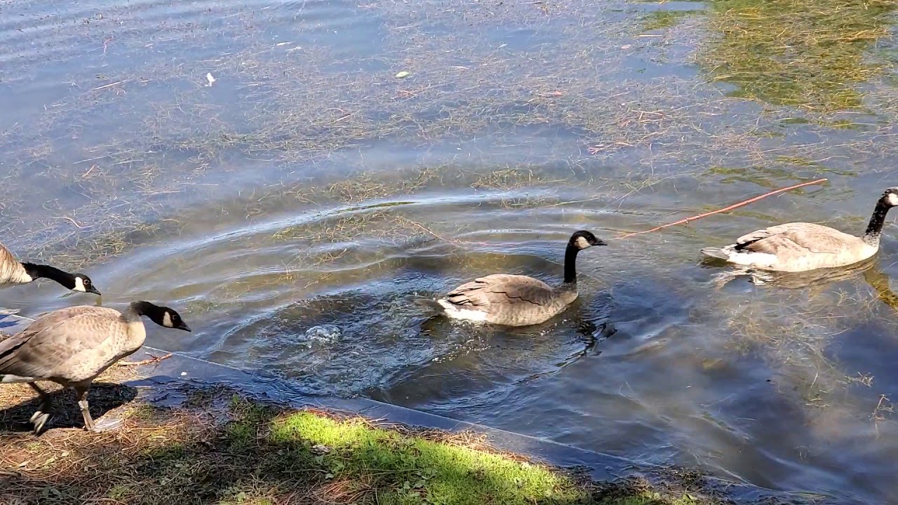 Geese march towards the water - YouTube