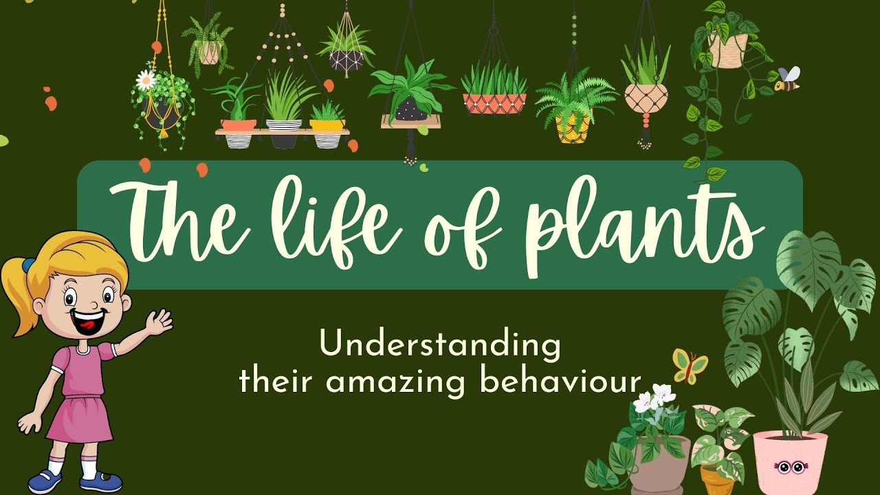 Plants: The Basics of Parts and Functions - YouTube