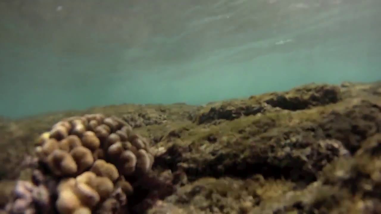 Octopus on camera - YouTube