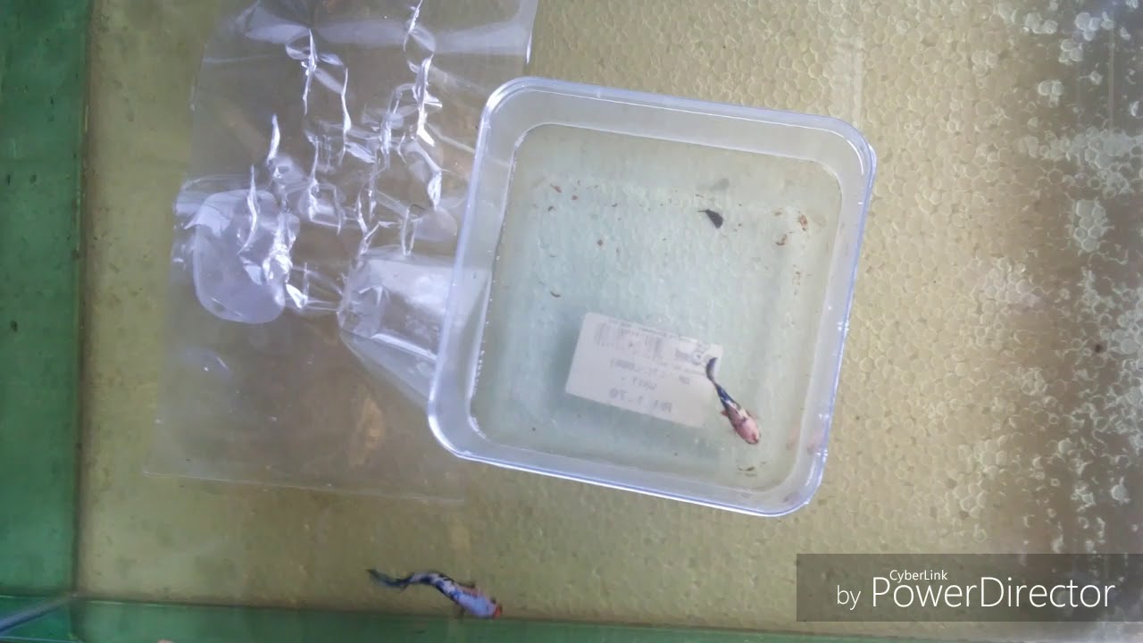 How to Breed Beta: Conditioning Pairs - Cara Biakkan Ikan Laga - YouTube