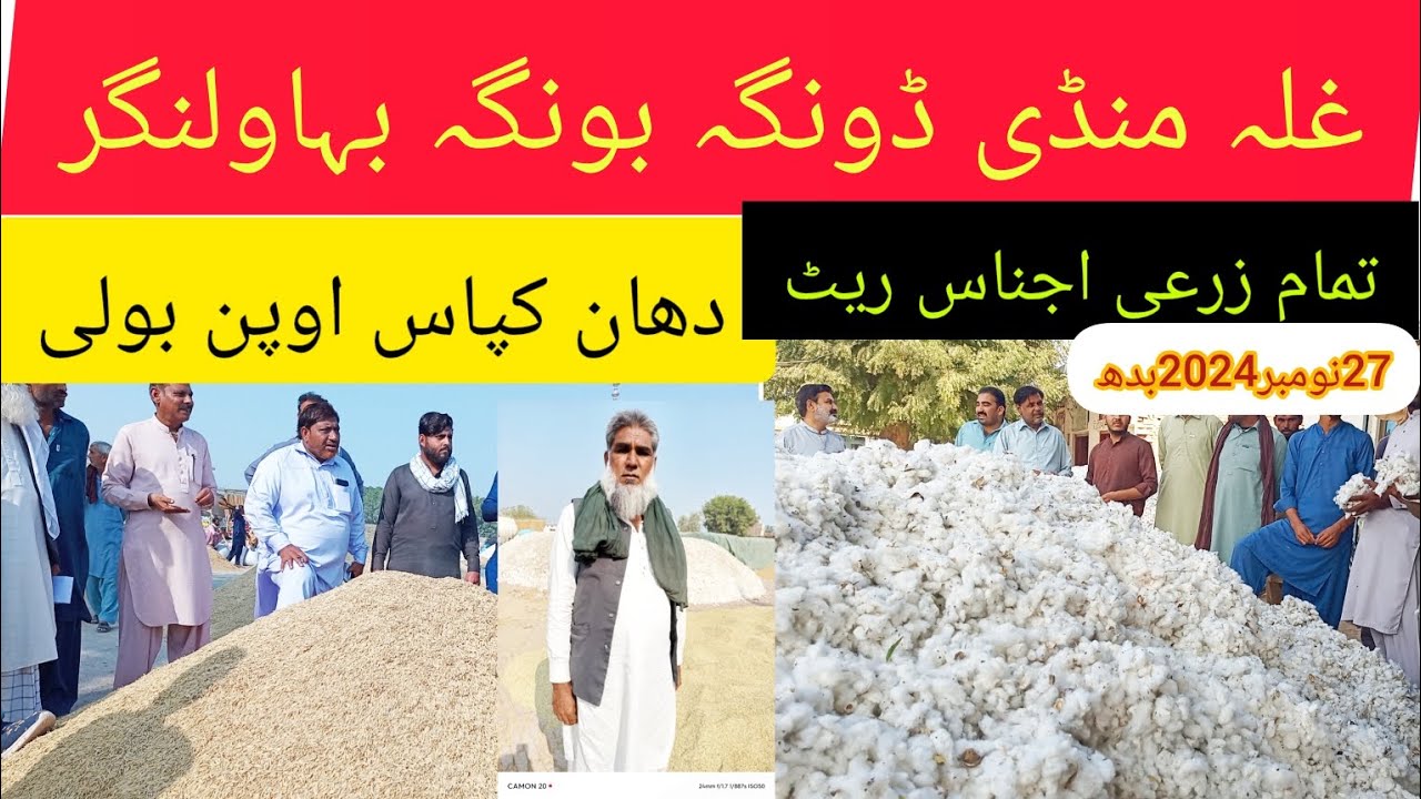 ghla mandi dunga bunga cotton rice rate update - YouTube