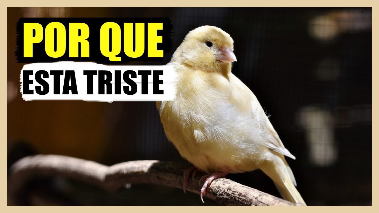 Por qué mi pájaro está triste - conoce la respuesta - YouTube