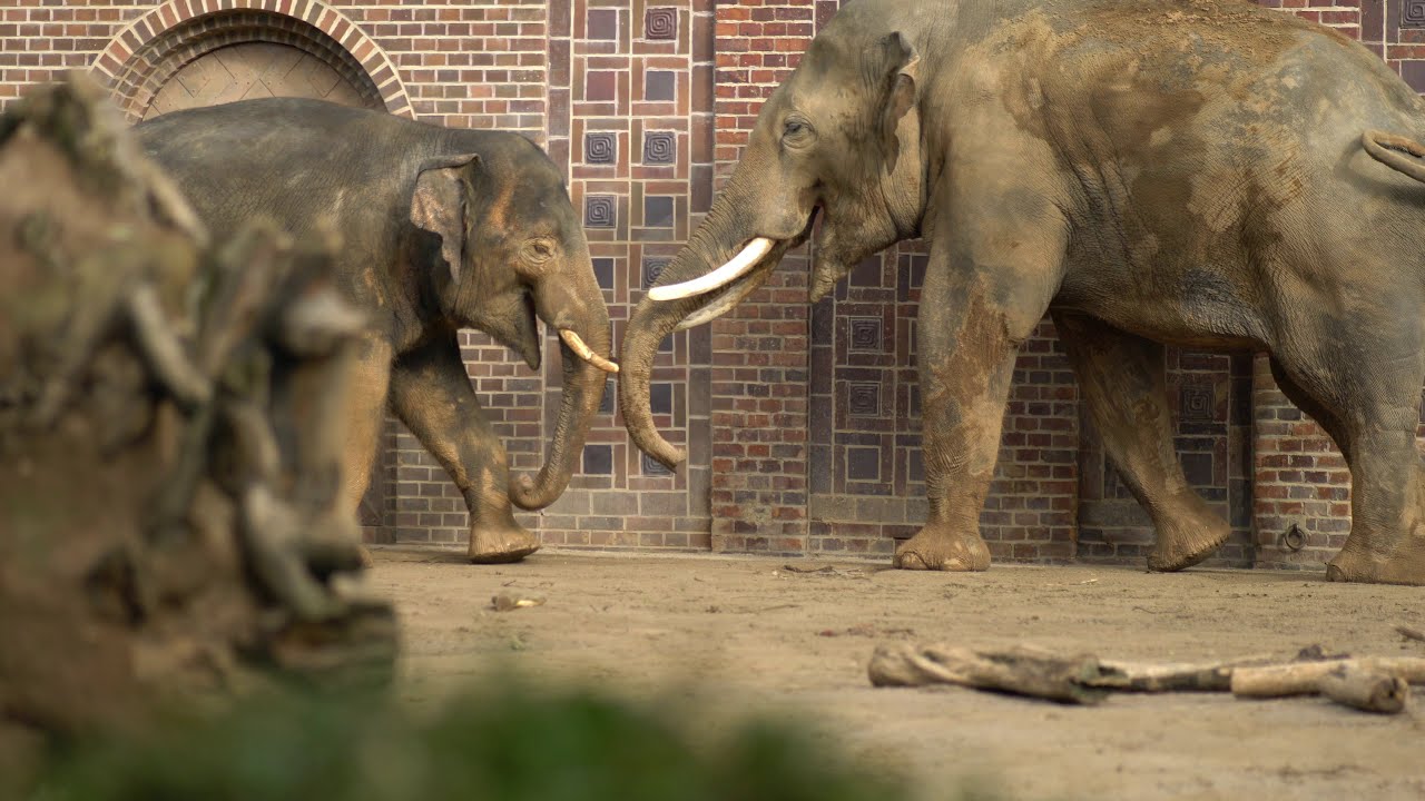 Two big elephants,outside,playing,Zoo Leipzig,Zoo Videos - YouTube