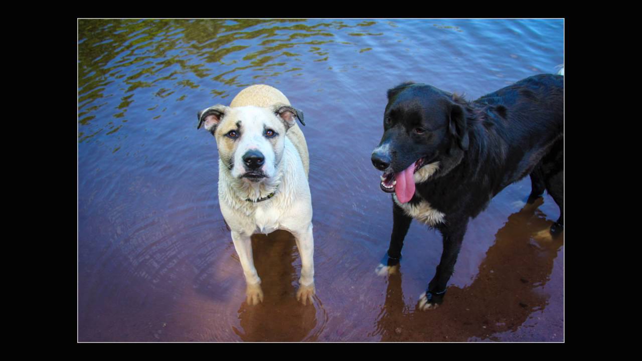 Petey & Eli's Ruff Adventure - YouTube