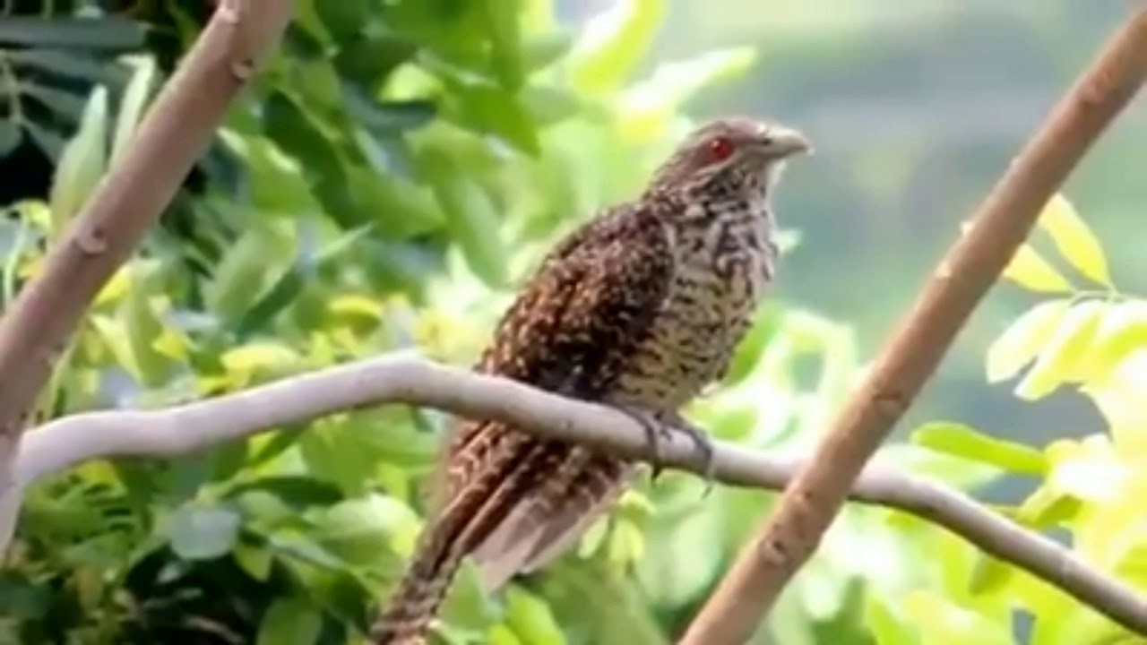 Burung tuwu tuwu - YouTube