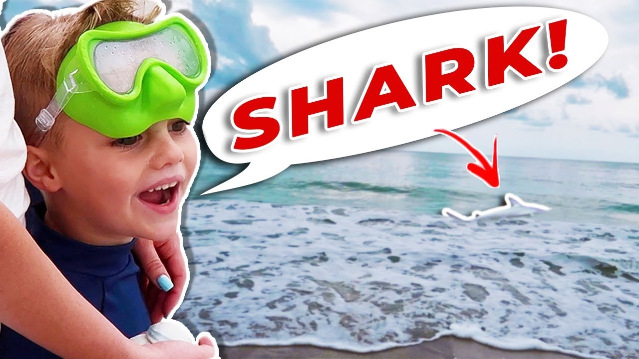 REAL SHARK ON THE BEACH! 🦈😱 Would You Swim? - YouTube