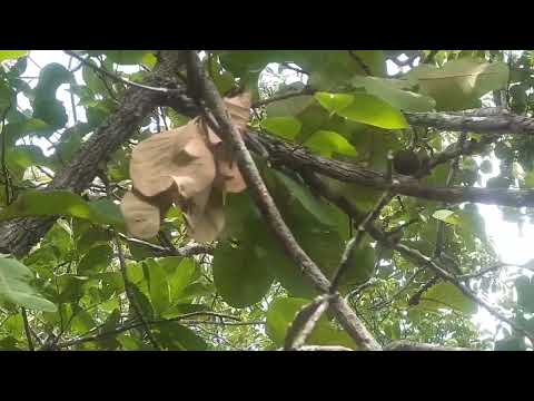 CURRIOLA !! Pitonba De Leite !! Abiu Do Cerrado !! (Pouteria.Ramiflora ...