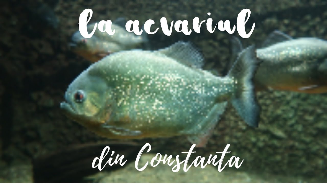 Vizita la ACVARIUL din Constanta - YouTube