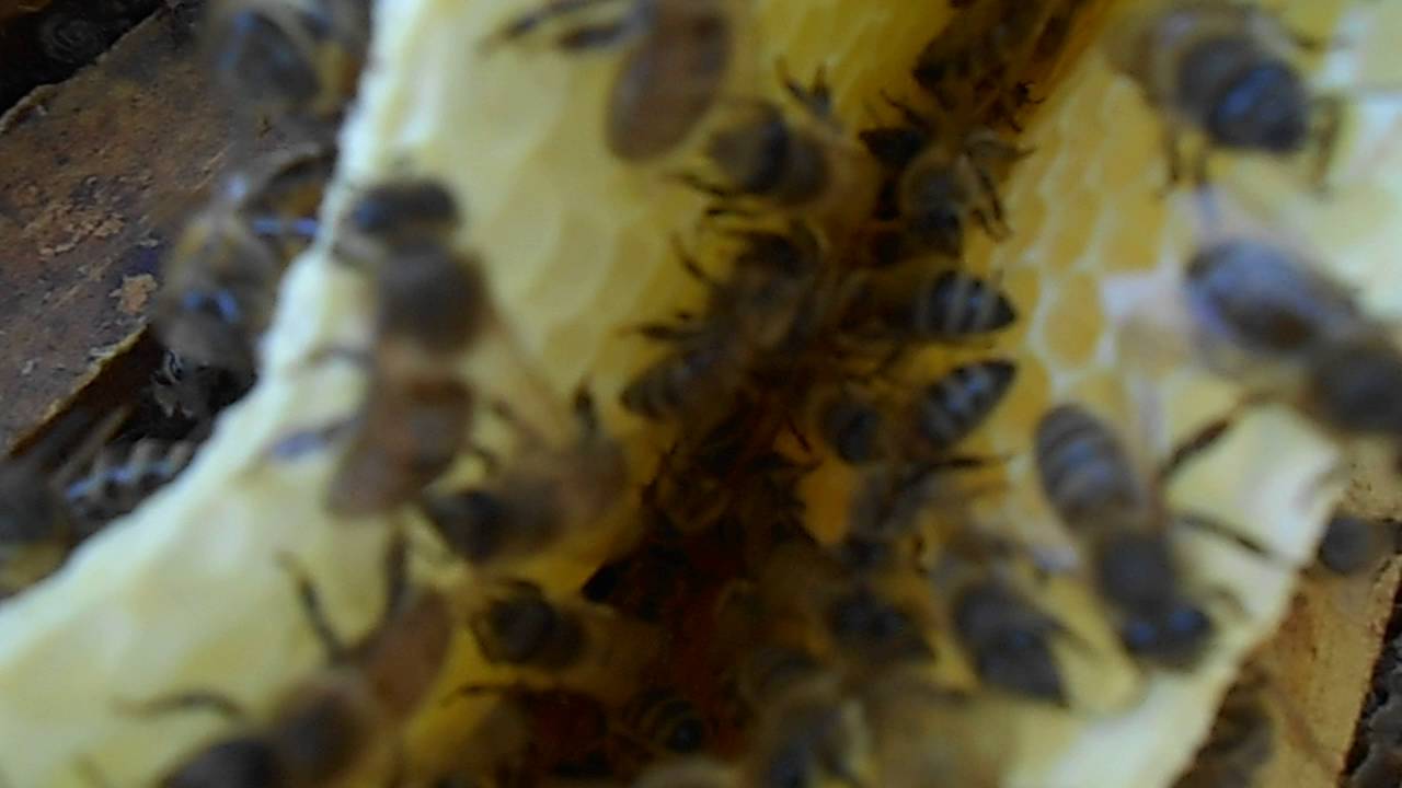 Rodna Voja u punoj snazi - YouTube