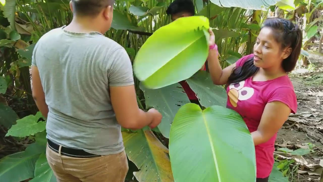 Planta de Bijao - YouTube