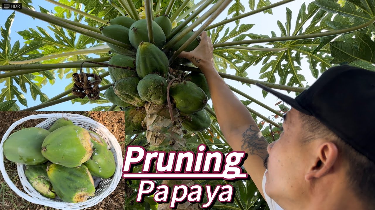Pruning Papaya fruits for beautiful fruits. Los Angeles, California. # ...