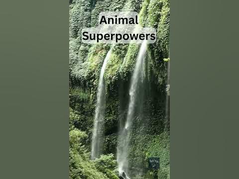 Animal Superpowers: Explore the incredible abilities and adaptations of ...
