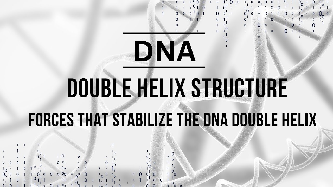 DNA Double Helix Structure l Forces That Stabilize the DNA l BCHET 149 ...
