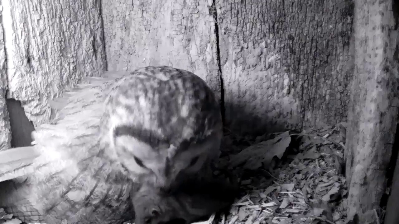 04 Tawny Rat brought in 7th April - YouTube