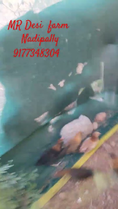 MR.Desi farm nadipally Desi murgi free Range - YouTube