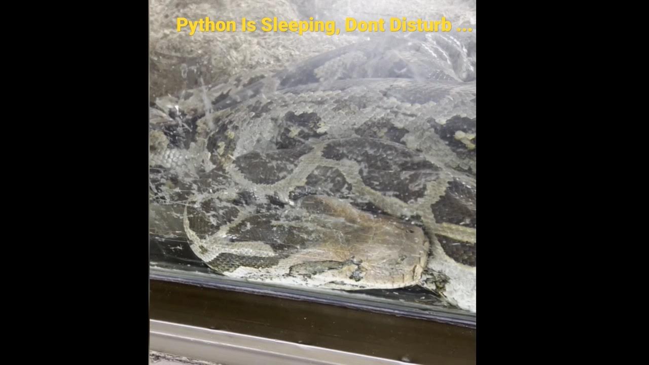 Big Python Sleeping..🐍⚕️#youtubeshorts #ytshort #viral - YouTube