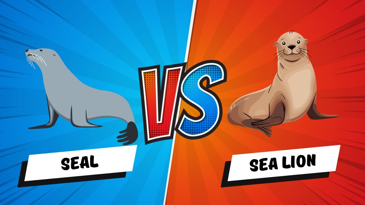 Seals Vs Sea Lions: What is the Difference? Part 1. - YouTube