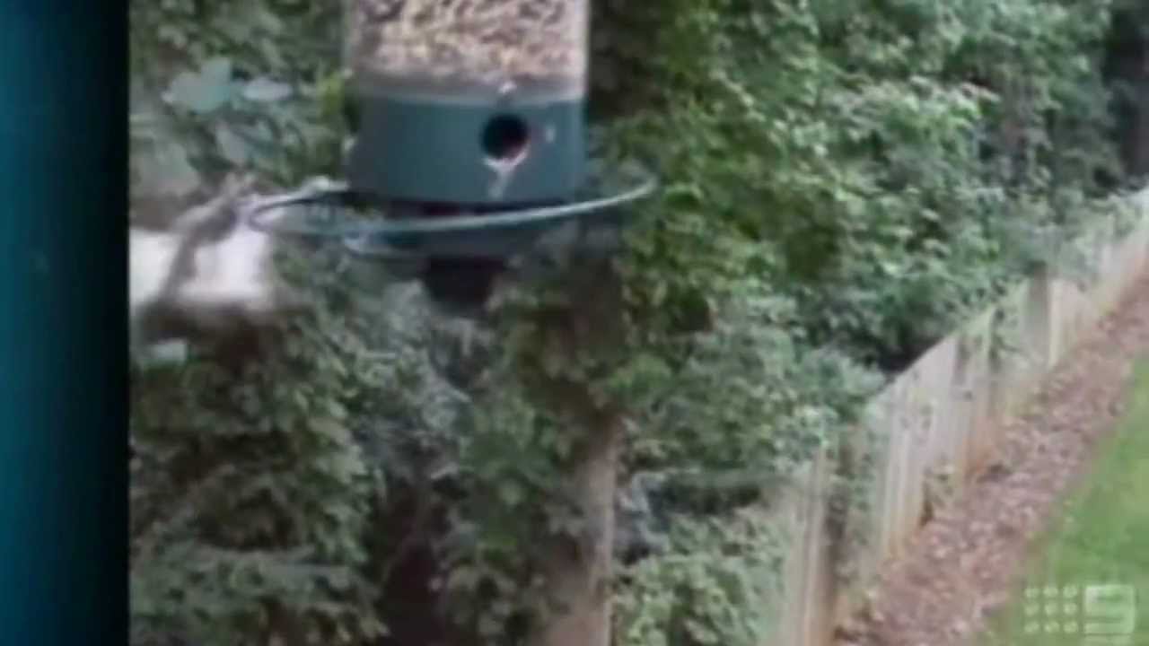 Drunk squirrel - YouTube