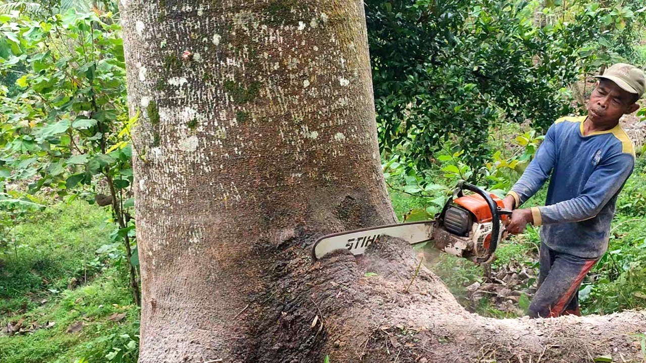 Tebang pohon albasia jumbo lilit 3 meter dengan chainsaw STIHL MS 382 ...