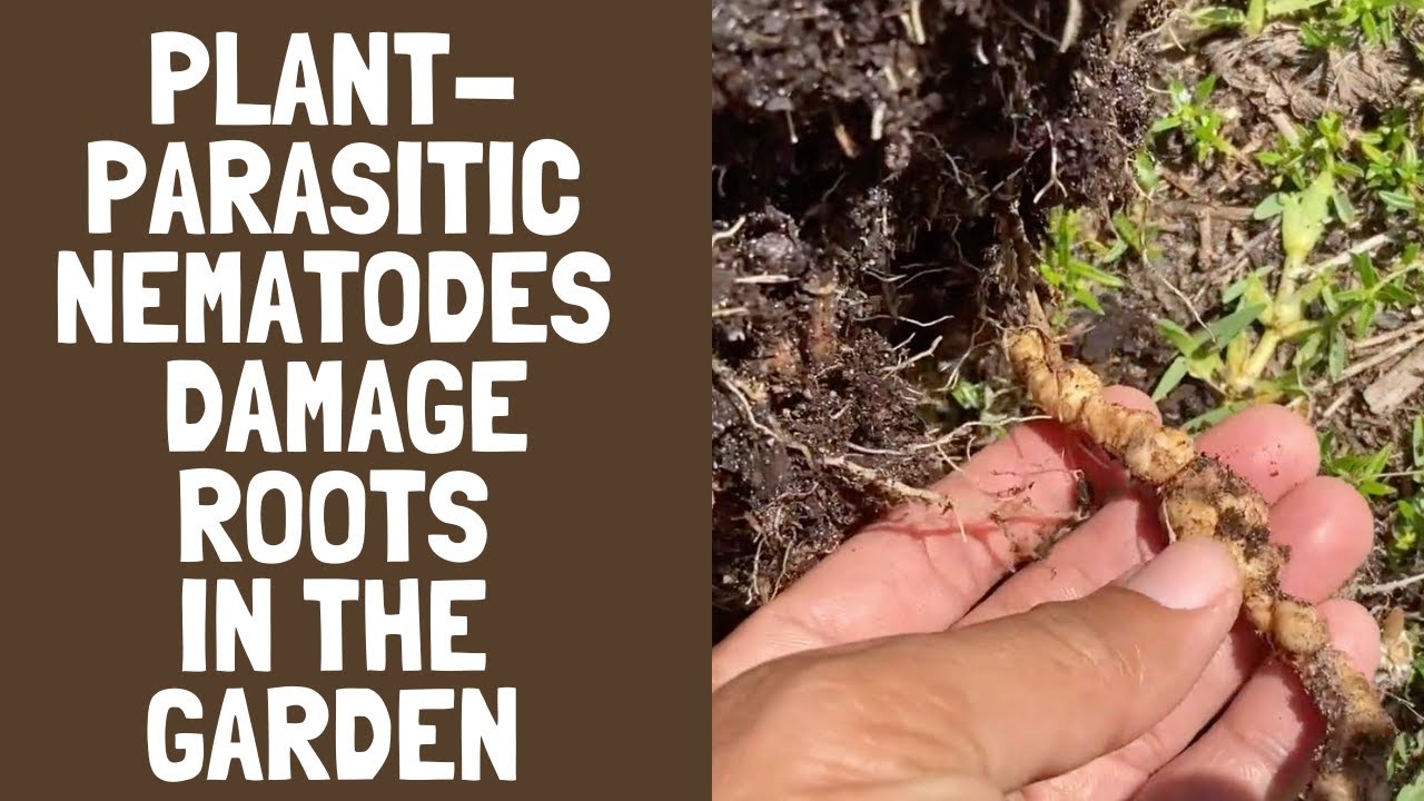 Plant-Parasitic Nematodes Damage Roots In the Garden - YouTube