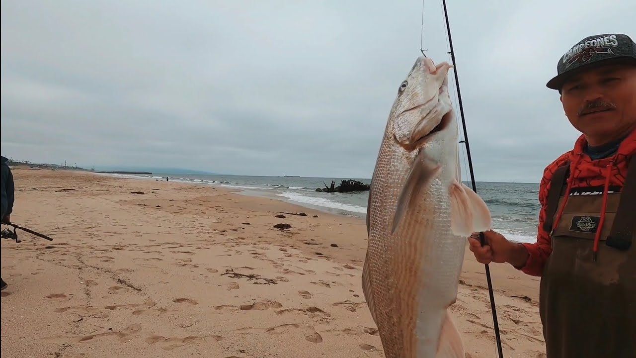 Esta carnada es muy Buena para pescar en las playas/ 👉pesca de orilla ...