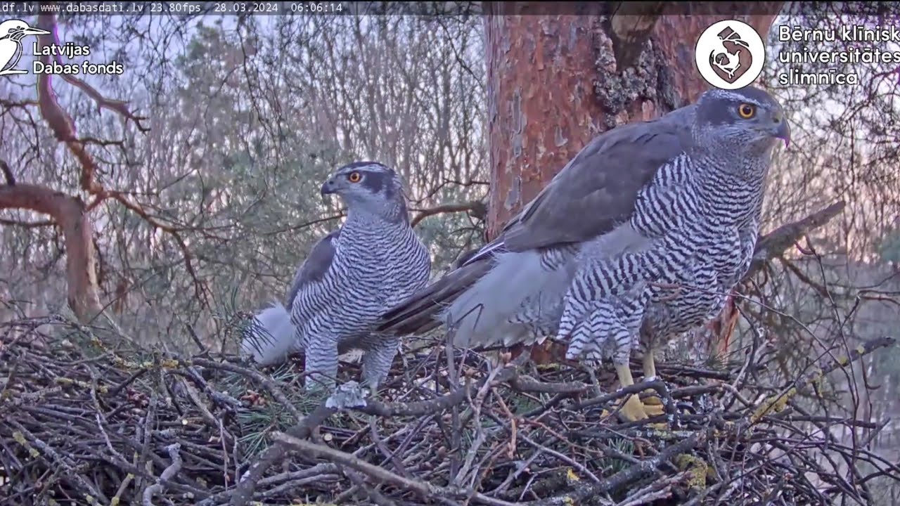 Goshawks Riga/BKUS ♤ mikado - YouTube
