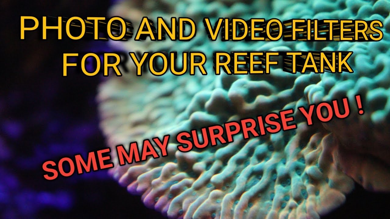 Reef Aquarium and Camera Filters - YouTube