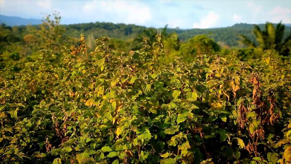 The Journey of Patchouli - Givaudan - YouTube