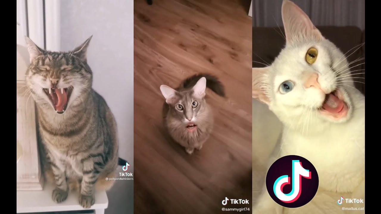 Funny cat singing..Best Tik Toks Compilation (Part 1) WATCH TILL THE ...