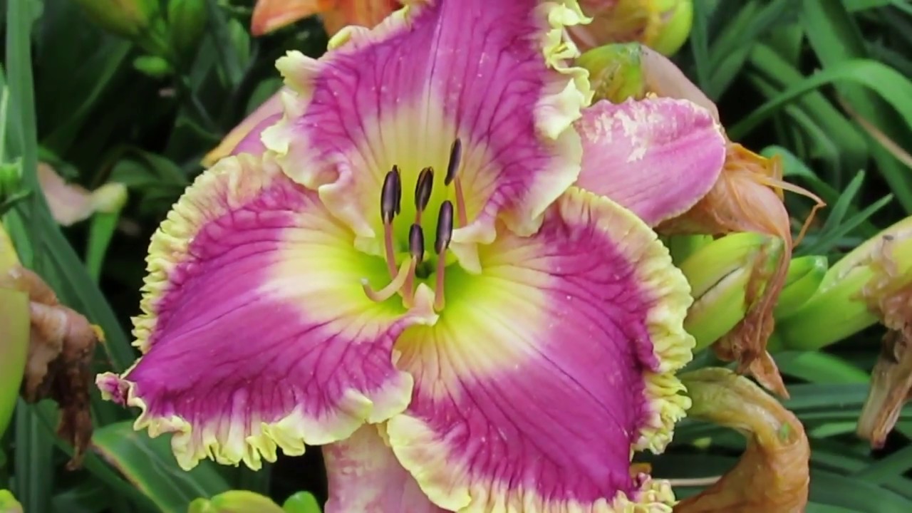 Bells Daylily Garden Fasci Garden