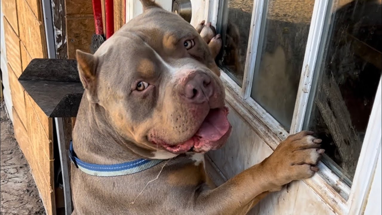 Big Mack Bully Kamp Putting in WORK! 2 Female Pups for Sale! ABKC ...