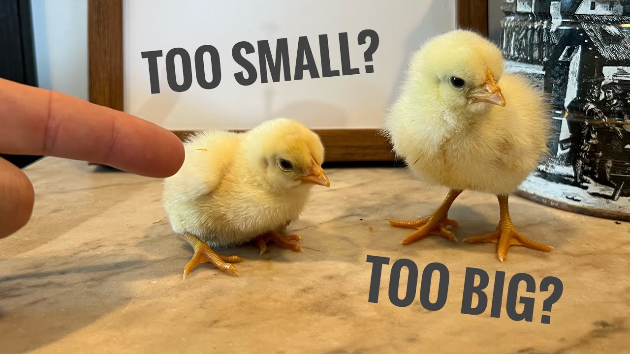 Why are they different? - YouTube