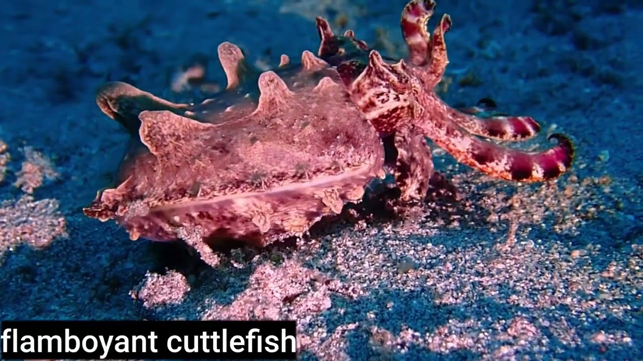 FLAMBOYANT CUTTLEFISH || Walking Cuttlefish #cuttlefish - YouTube