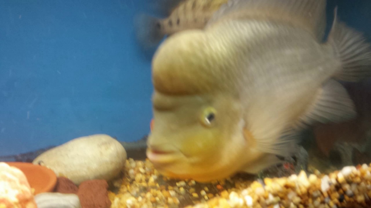 RHC'S New Amphilophus - Chancho Cichlids Bloodline "Project" - YouTube