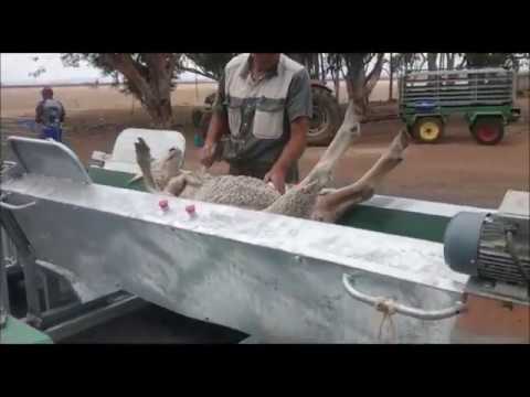 Kanna Sheep Conveyor: How it works - YouTube