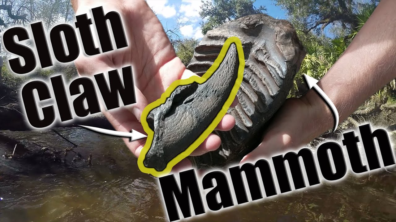 Found Mammoth Boneyard and Giant Sloth Claw | Florida Fossil Hunting ...