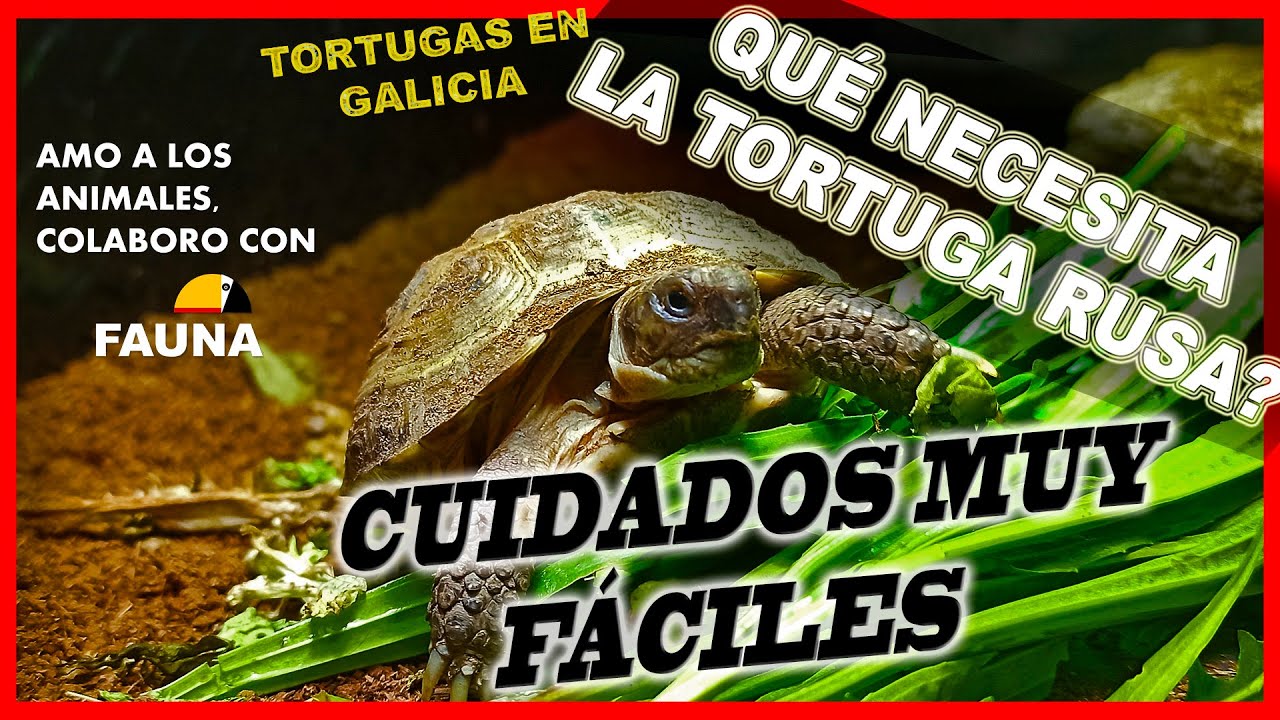 Cuidados de la tortuga rusa 🐢🐢 Testudo Horsfieldii - YouTube