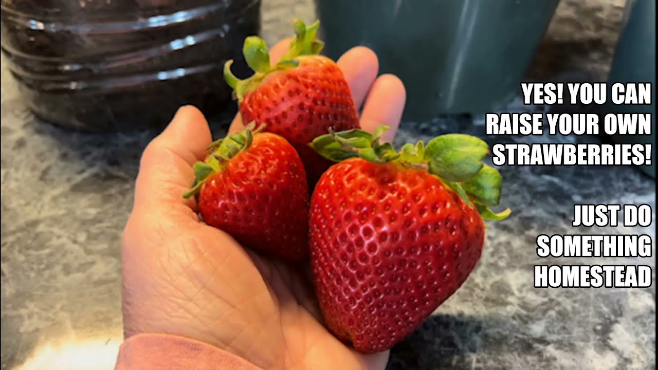 YES! You Can Raise Your Own Strawberries! - YouTube