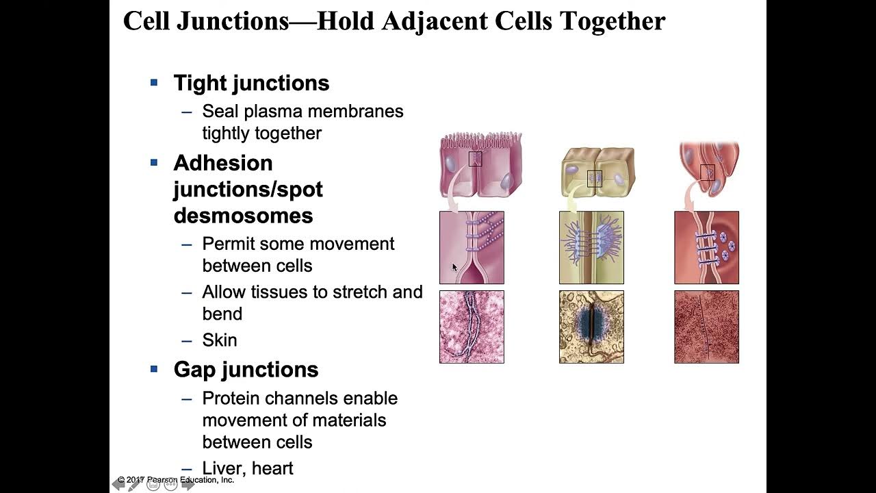 Chapter 4 From Cells to Organ Systems SC1 - YouTube