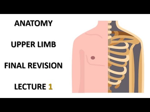 Revision | Anatomy upper Limb | lecture 1 | MSK | Adham Saleh | - YouTube