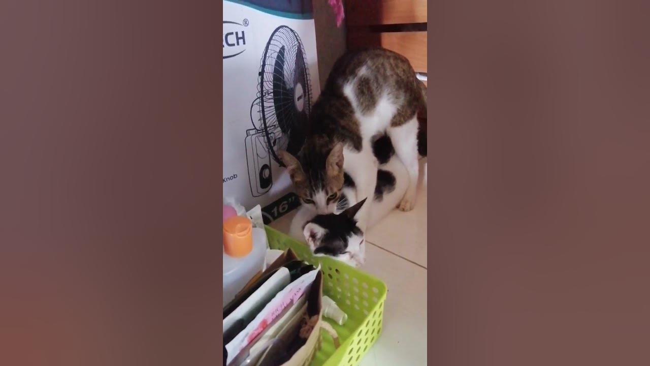 My Cat Is On Fire It s The Right Time Let s Make Love Haha Mating my-cat-is-on-fire-it-s-the-right-time-let-s-make-love-haha-mating