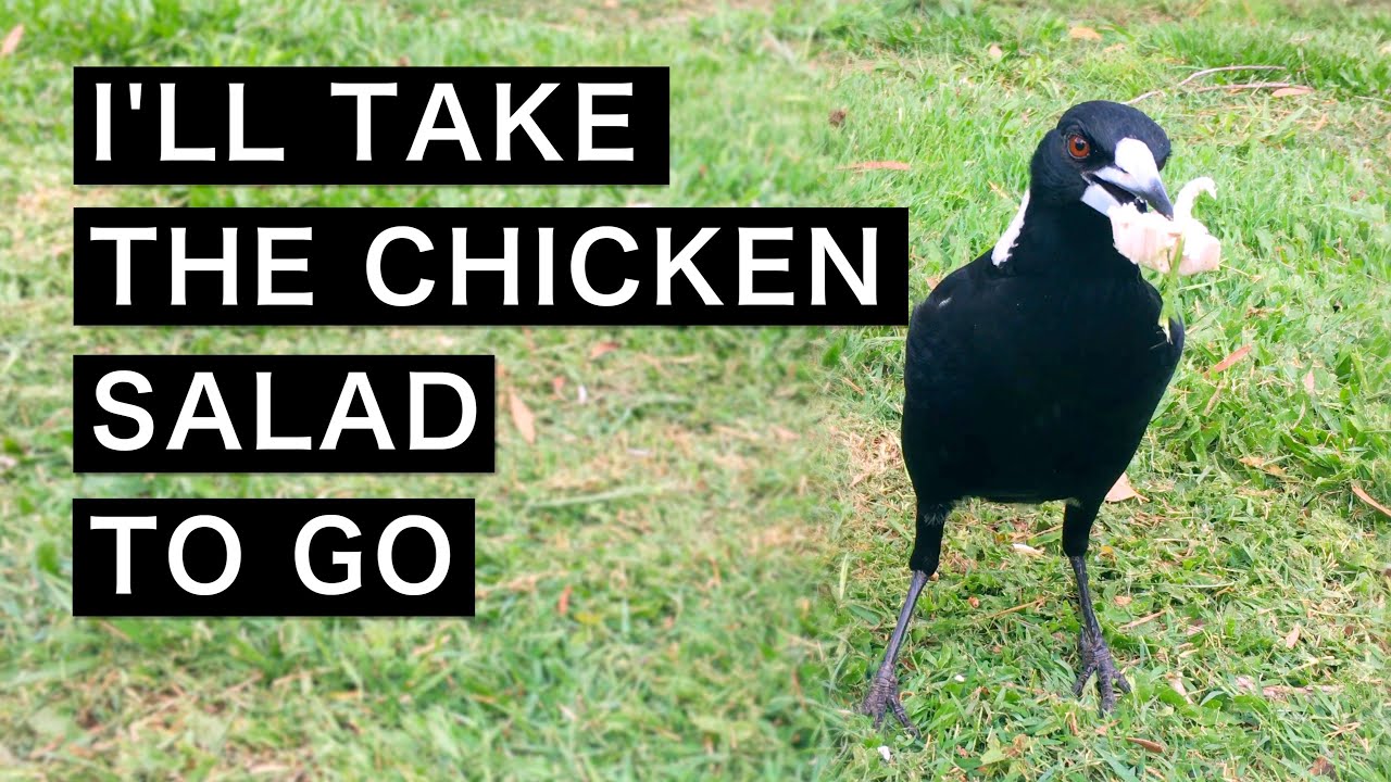 An Australian Magpie Grabs Some Chicken Up Close In 4K. - YouTube