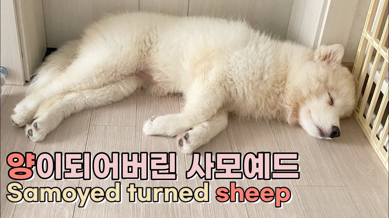 양이되어버린 사모예드🐻🐑/Samoyed turned sheep - YouTube