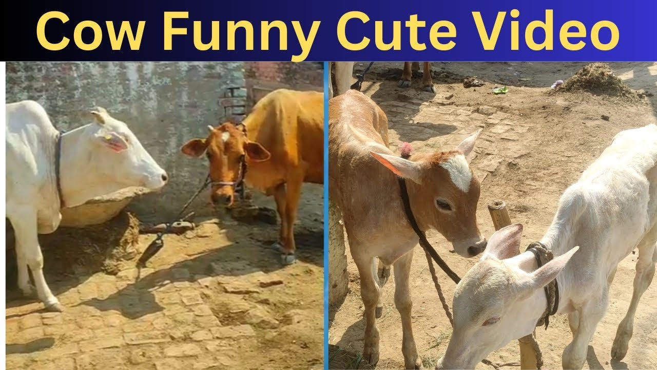 Cow Funny Cute Video🐄 | Cow Video | Baby Cow | Creazy Cow Video | Cute ...
