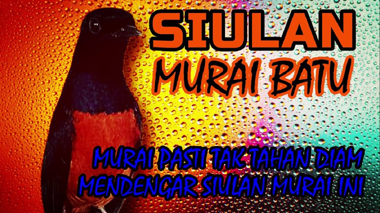 SIULAN MURAI BATU murai pasti TAK TAHAN diam mendengar siulan murai ini ...