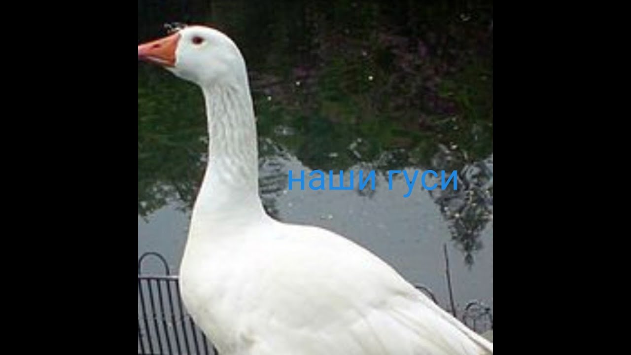 Наши гуси! - YouTube