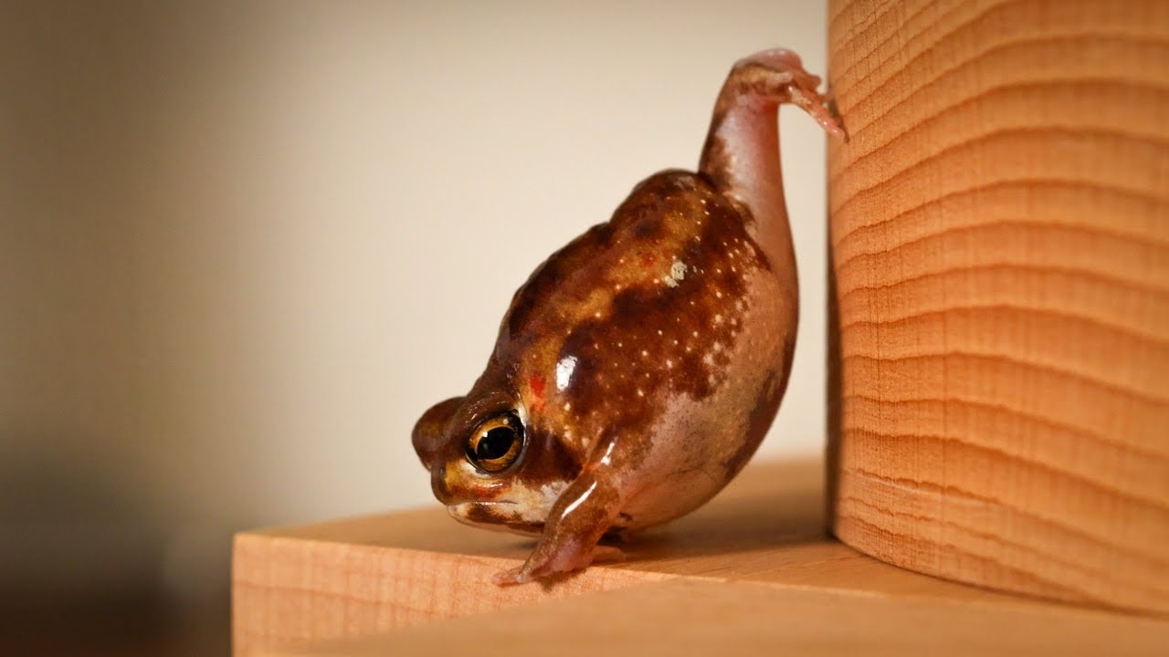 Acrobatic Potato Fairy - YouTube