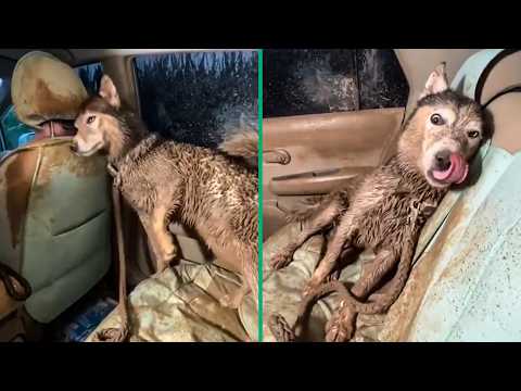 HUSKY Makes Muddy Disaster 😱 | FUNNIEST of the Week