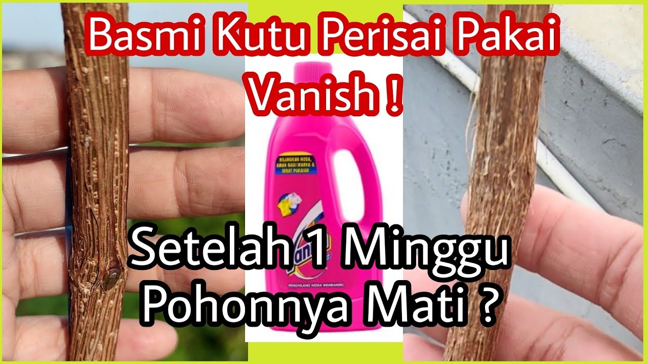 Basmi Kutu Perisai Pakai Vanish | Pohonnya MATI ? - YouTube